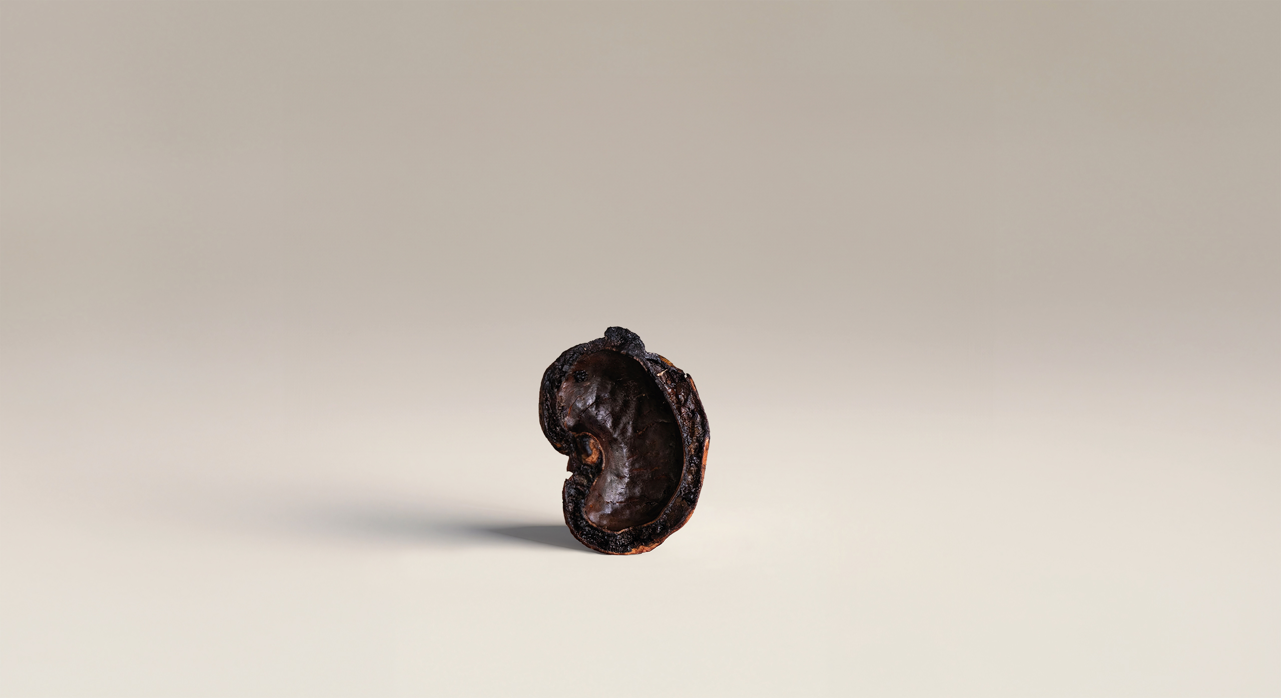 Cashew Nut Shells (CNS) | CM Biomass